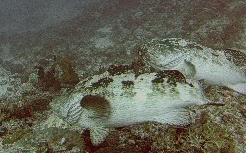 Tiger grouper | SCRFA