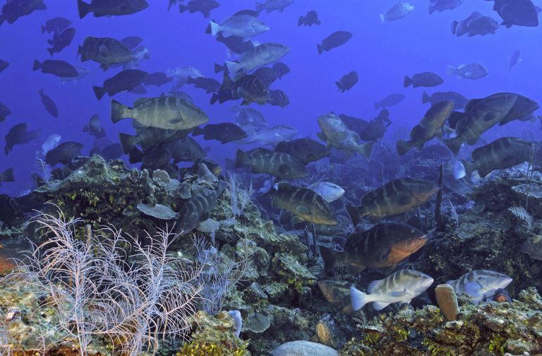 Nassau Grouper | SCRFA