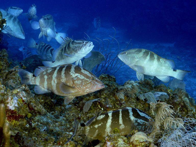Nassau Grouper | SCRFA