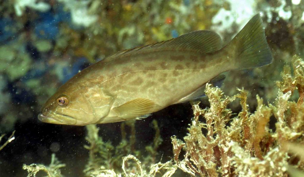 Gag grouper | SCRFA
